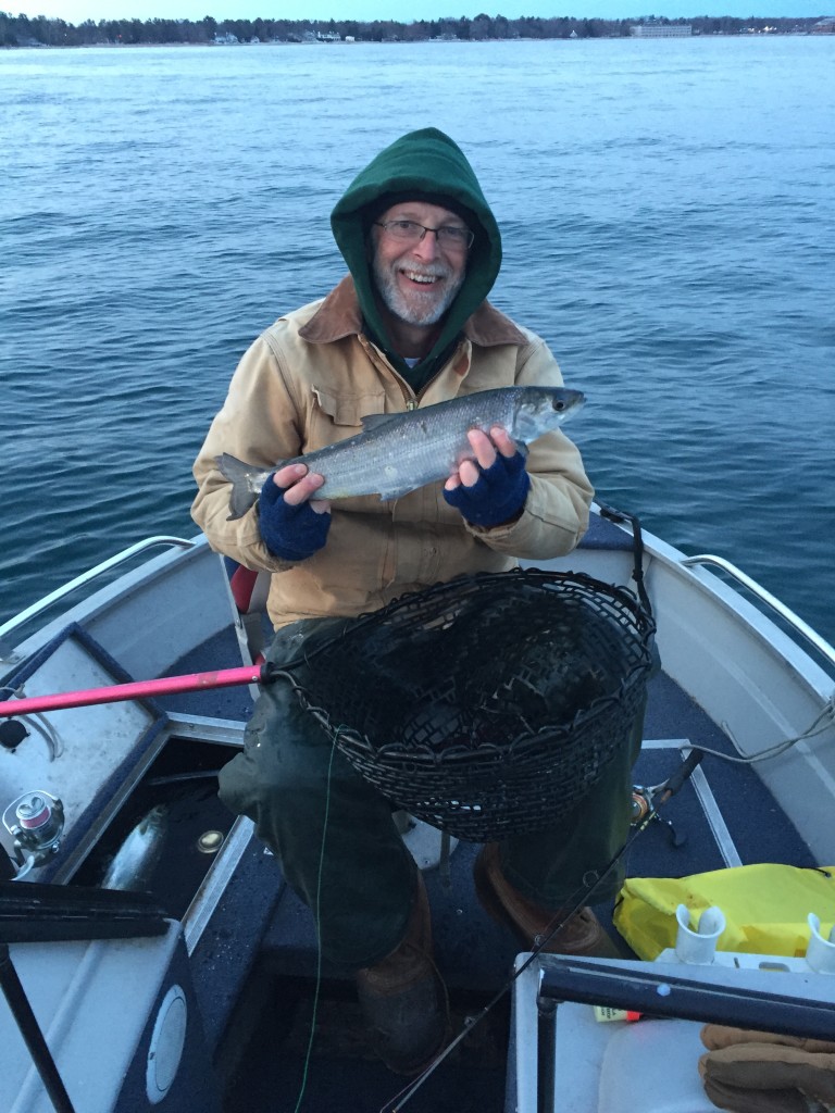 Nice Cisco Catch on Traverse Bay, Michigan - Watta Bite Charter Fishing